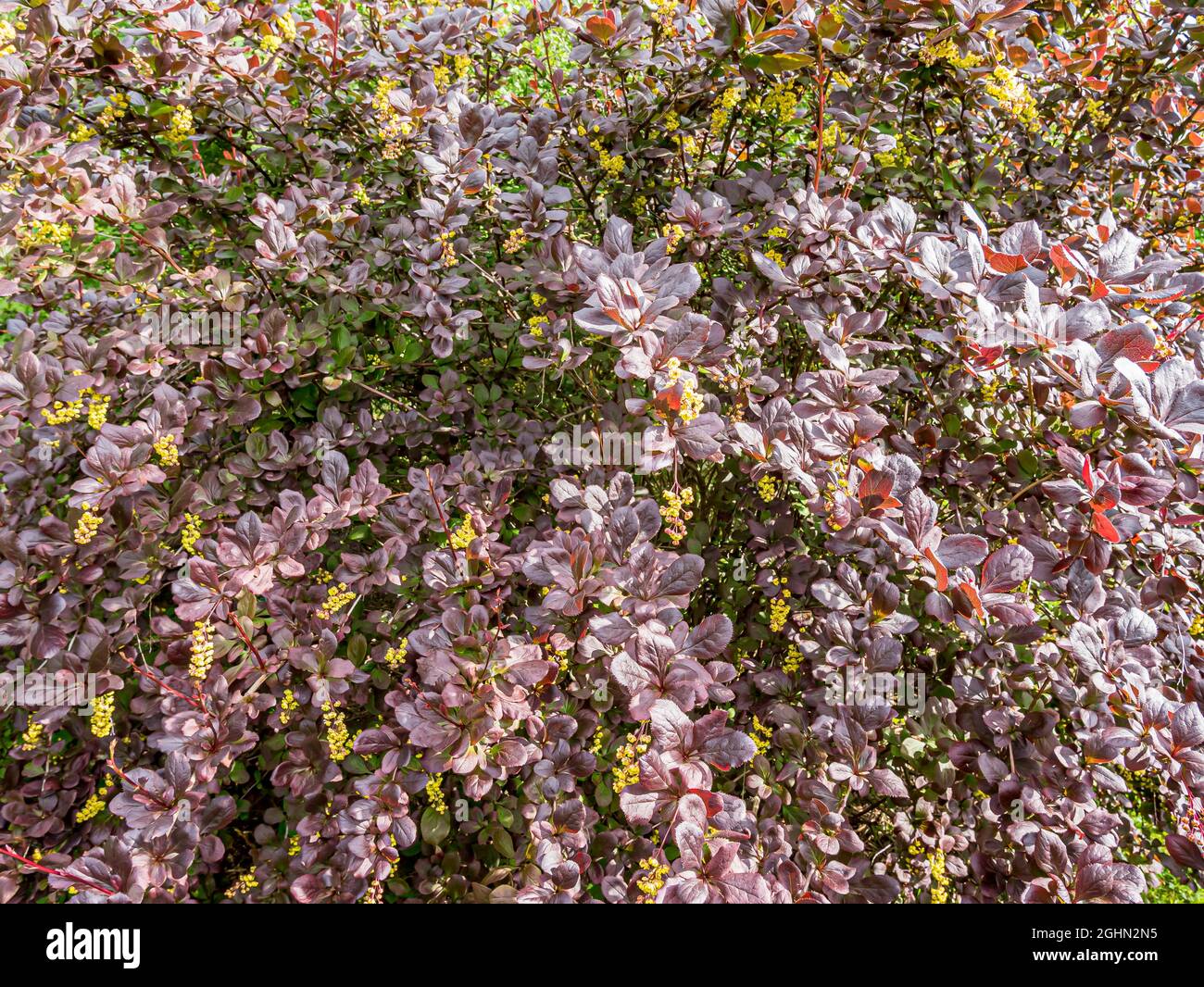 Harvest fire hi-res stock photography and images - Alamy
