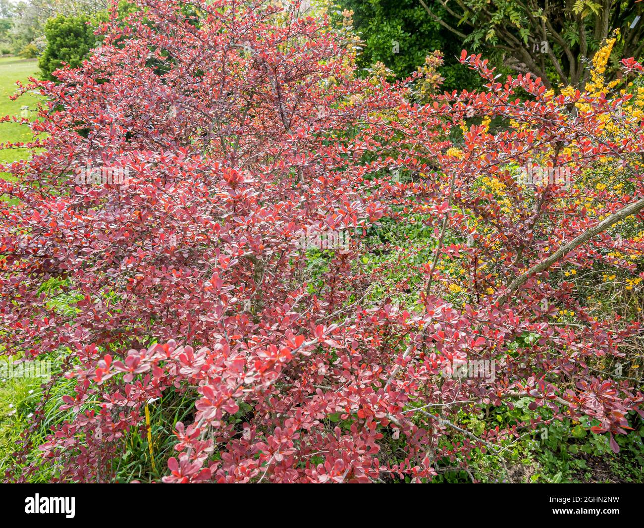 Berberis Thunbergii Atropurpurea High Resolution Stock Photography and ...