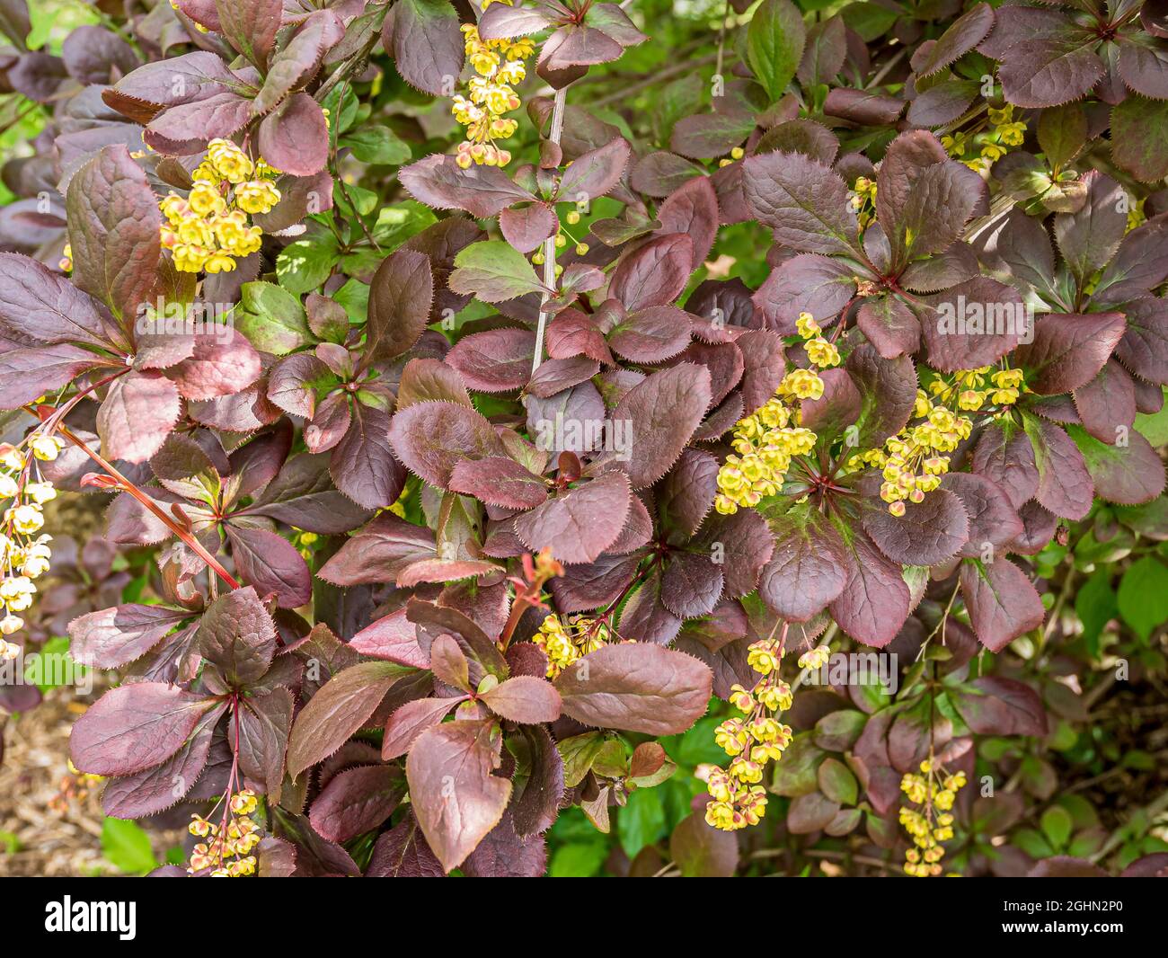 Berberis koreana 'Harvest Fire' Stock Photo - Alamy