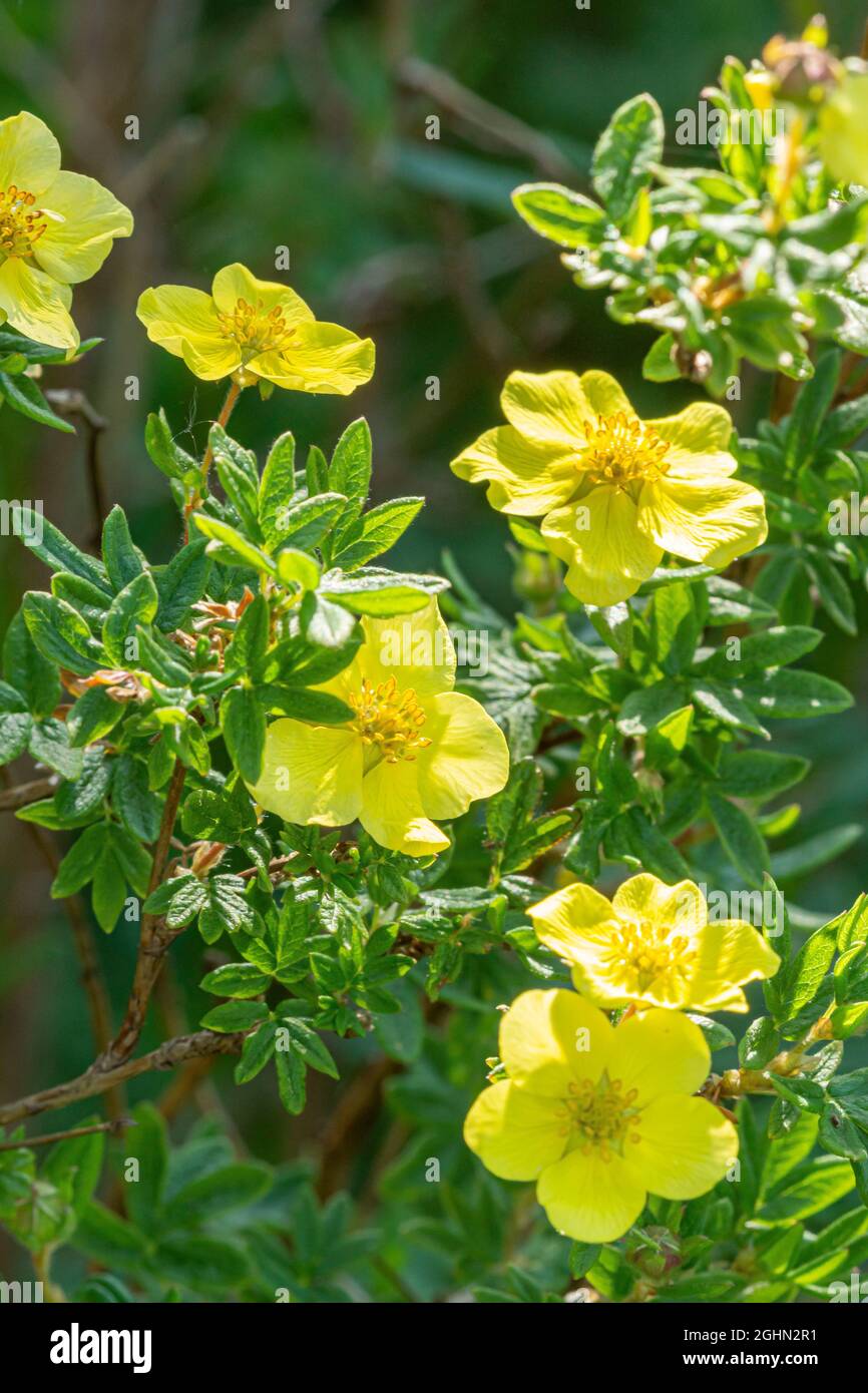 Potentilla fructicosa 'Elisabeth' Stock Photo - Alamy