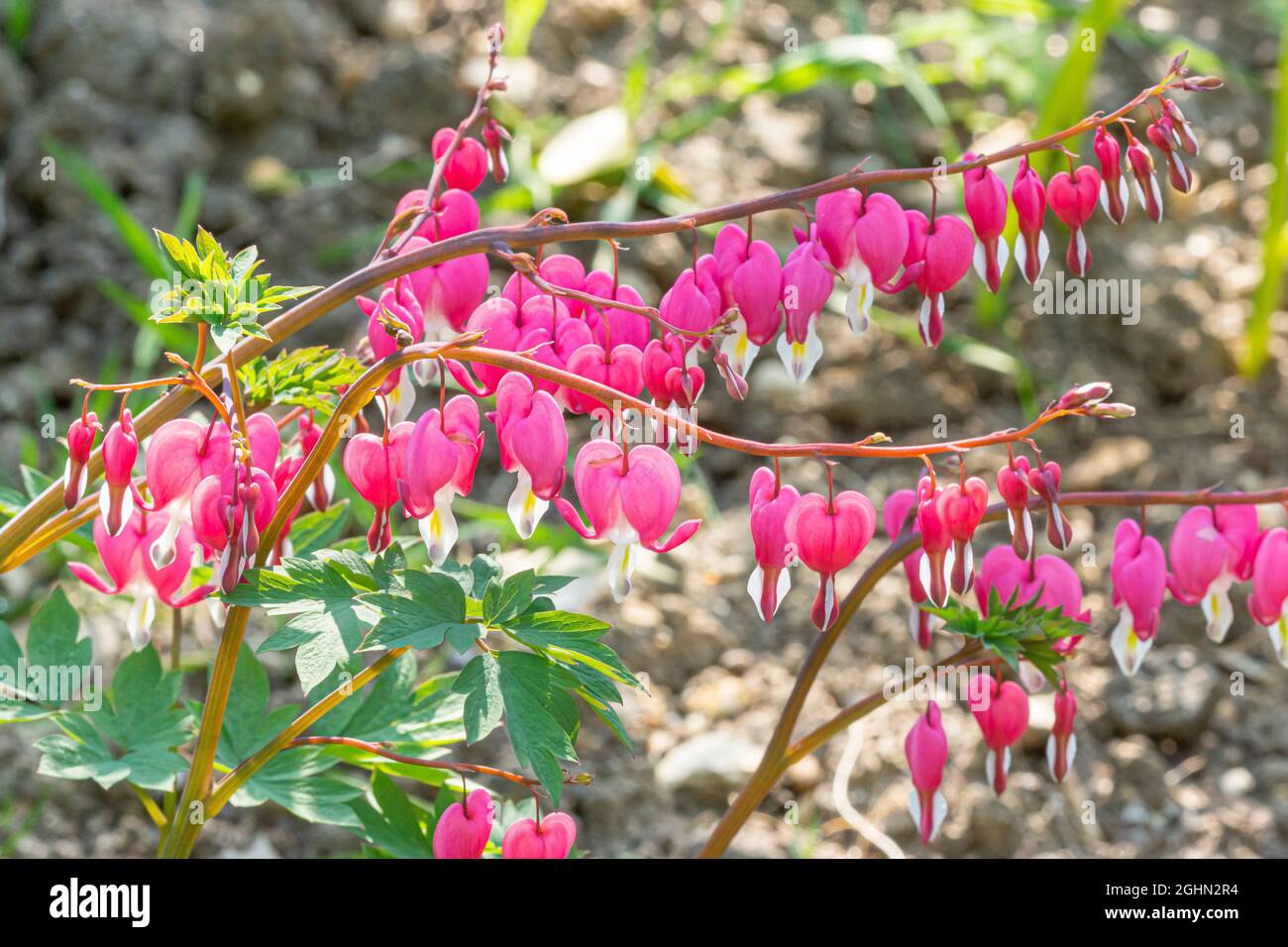 Dicentra spectabilis 'Valentine' Stock Photo - Alamy