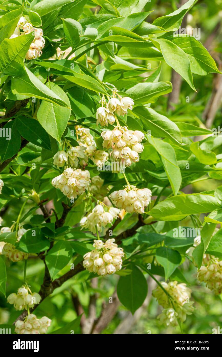 Family staphyleaceae hi-res stock photography and images - Alamy