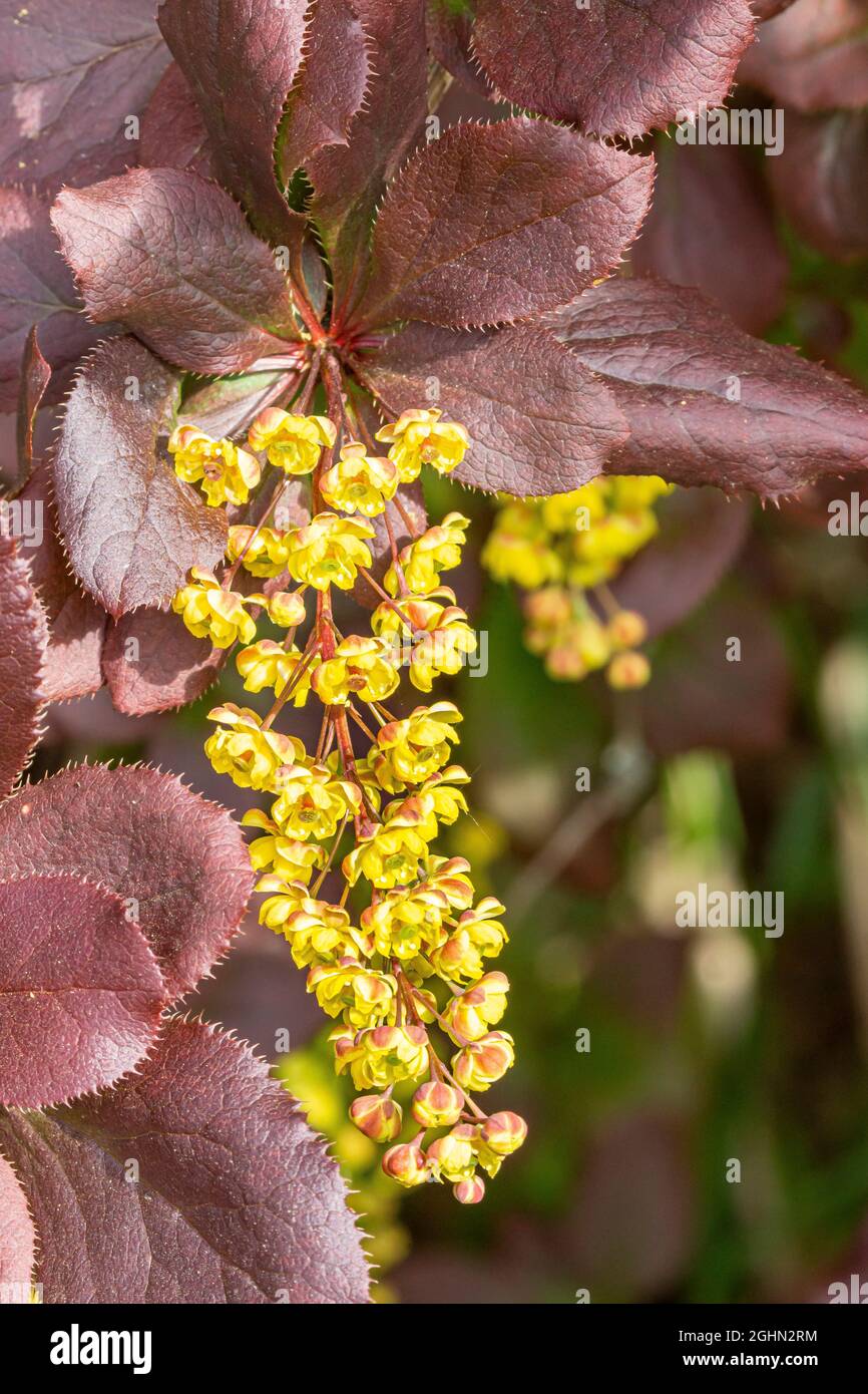 Harvest fire hi-res stock photography and images - Alamy