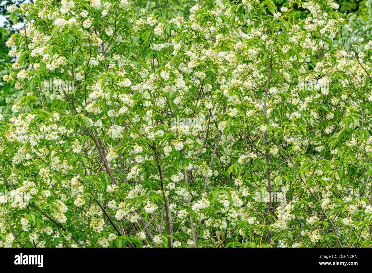 Family staphyleaceae hi-res stock photography and images - Alamy