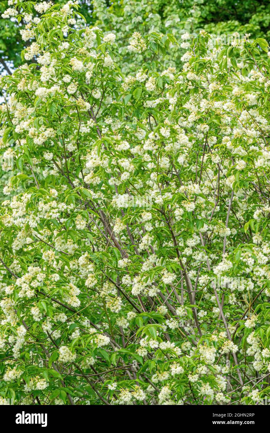 Staphylea Pinnata High Resolution Stock Photography and Images - Alamy
