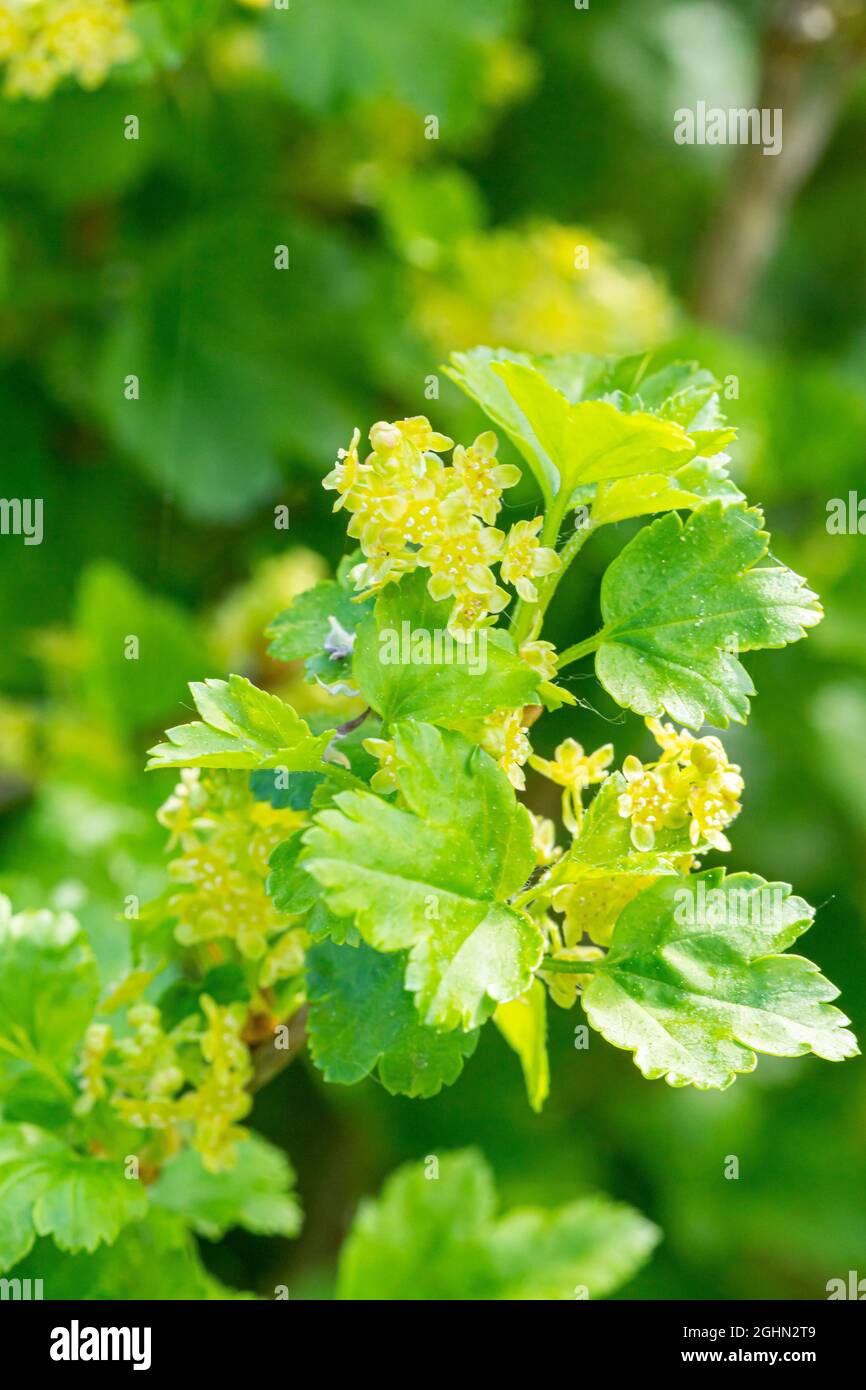 Ribes alpinum 'Aureum' Stock Photo - Alamy