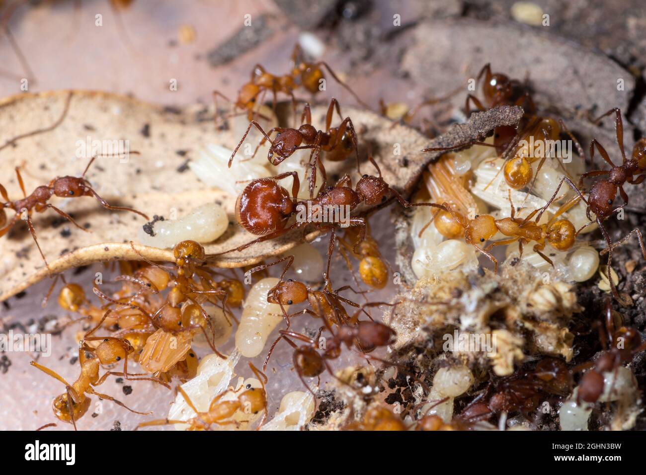 Queen of Aphaenogaster sardoa together with workers and a group of ...