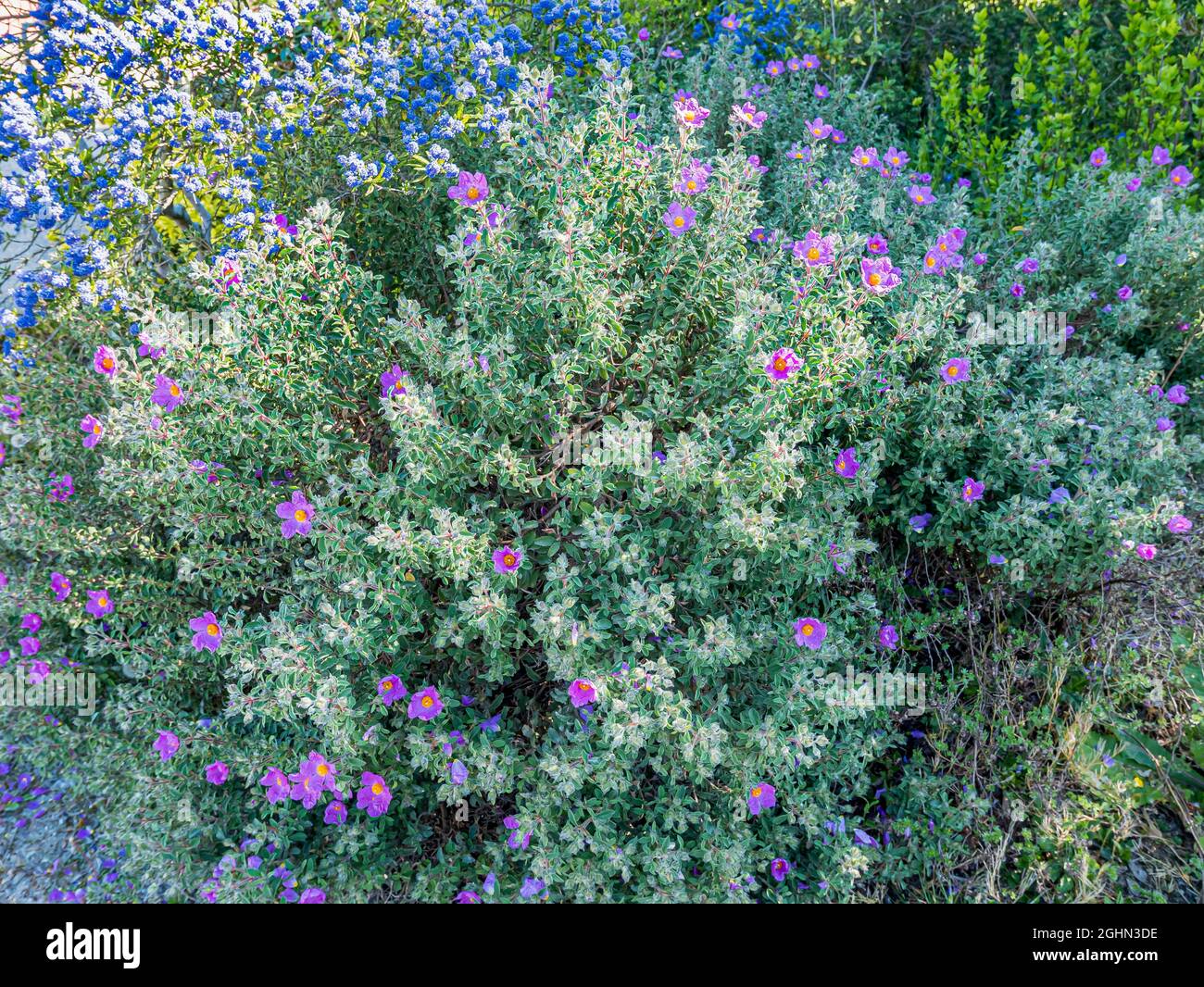Cistus sp hi-res stock photography and images - Alamy