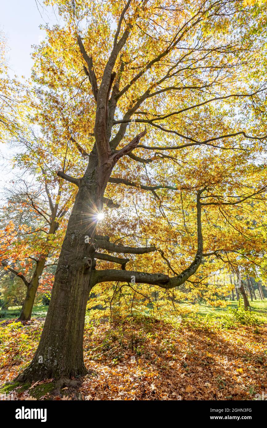 Oaks Quercus Robur High Resolution Stock Photography and Images - Alamy