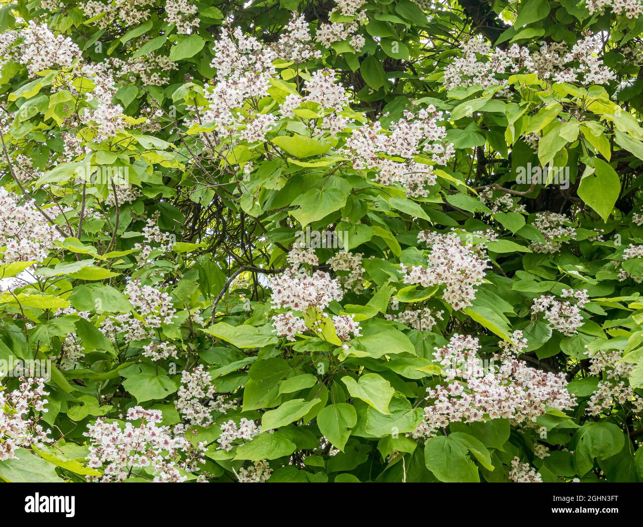 Southern catalpa catalpa bignonioides hi-res stock photography and ...