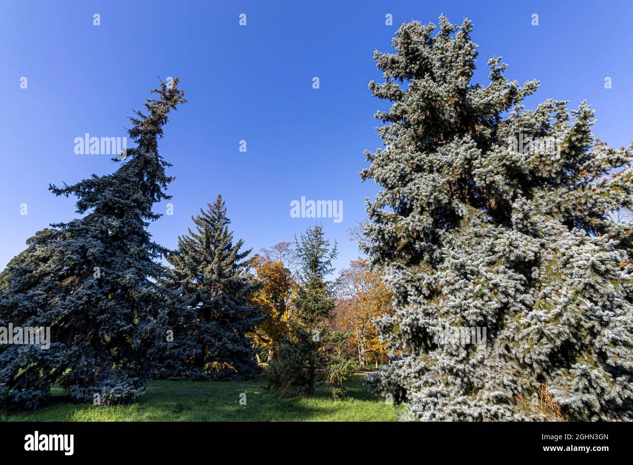 Picea pungens 'Koster' Stock Photo - Alamy