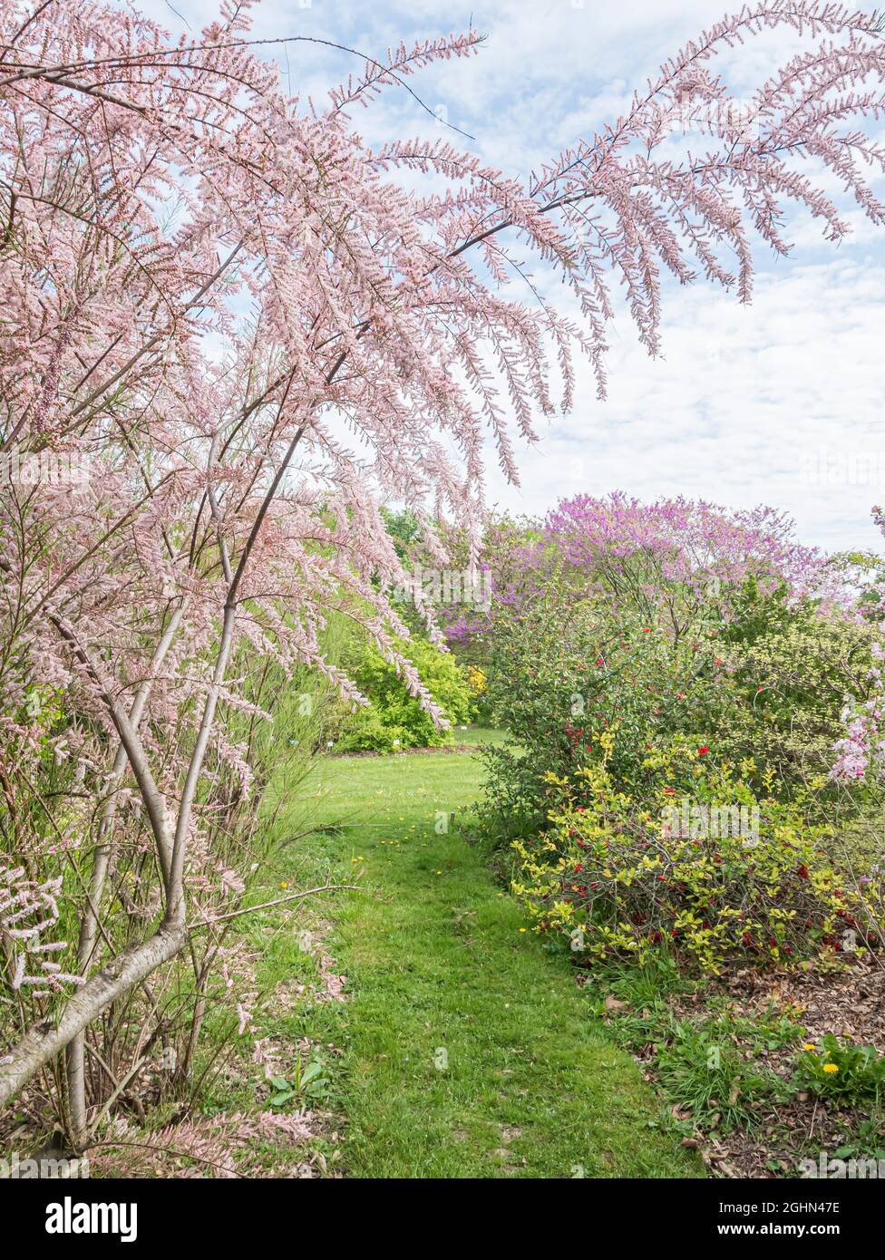 Tamaricaceae family hi-res stock photography and images - Alamy