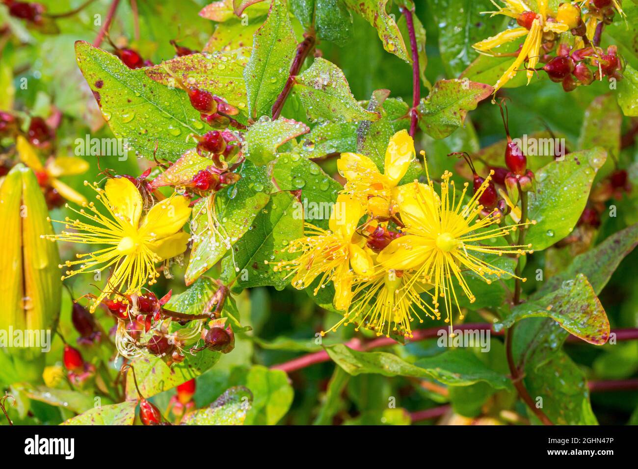 Hypericum inodorum hi-res stock photography and images - Alamy