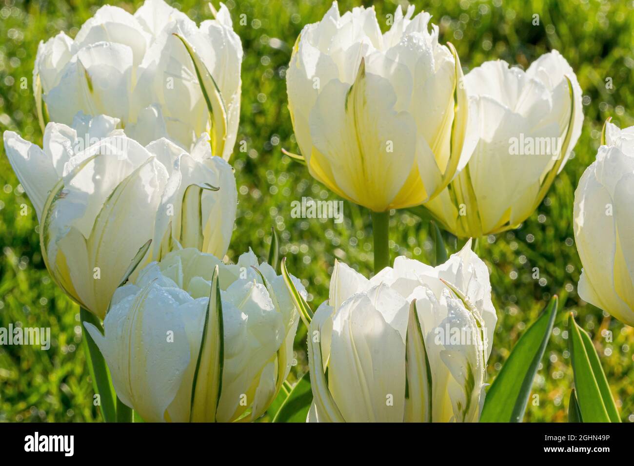 Tulipa double hative 'White Valley' Stock Photo - Alamy