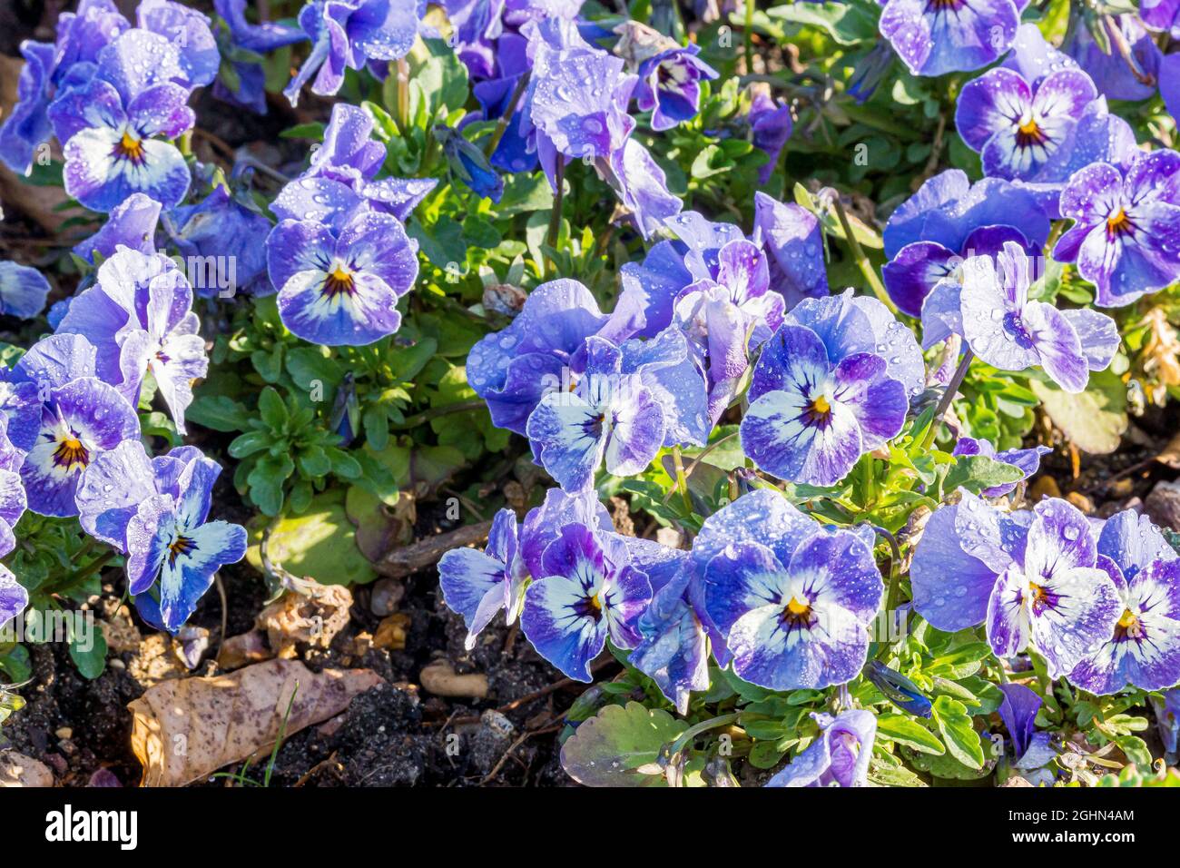 Viola cornuta 'Sorbet XP Delft Blue' Stock Photo - Alamy