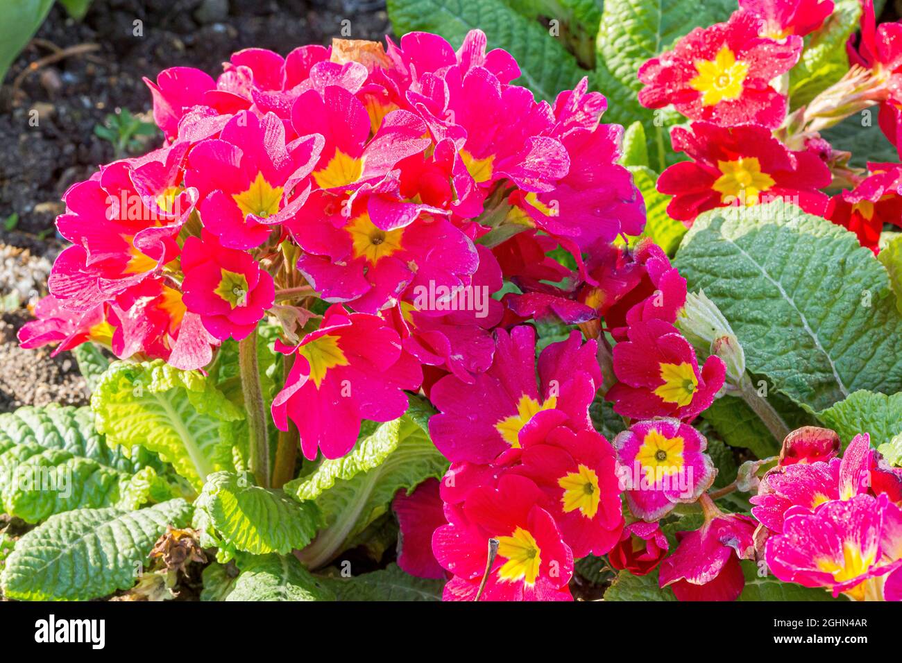 Primula eliator 'Crescendo Rose' Stock Photo - Alamy