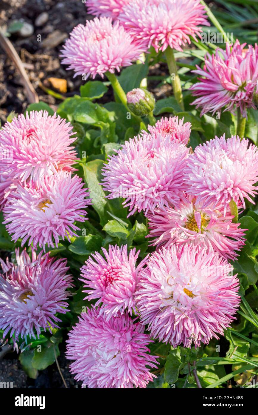 Bellis perennis 'Robella Saumon' Stock Photo - Alamy