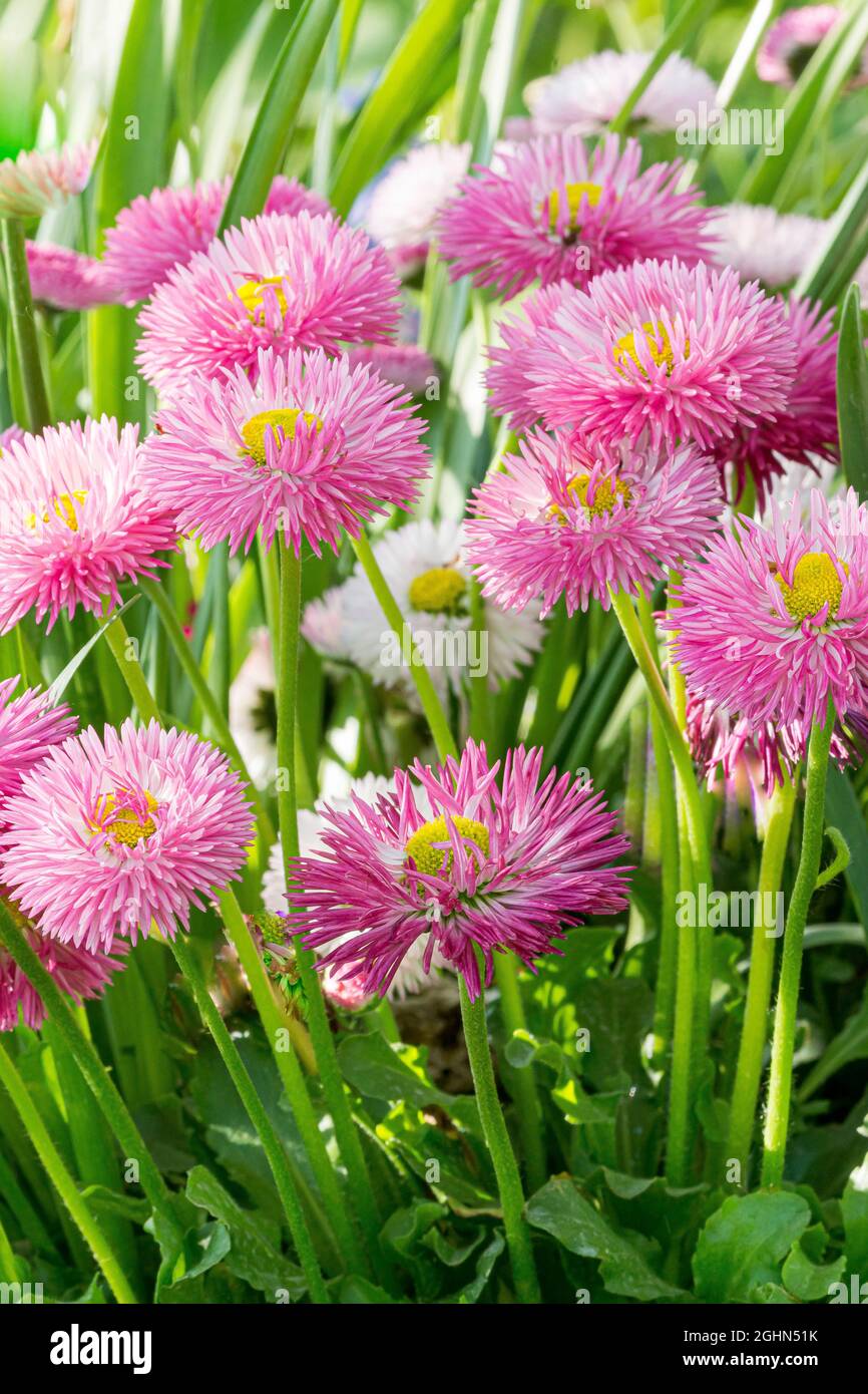 Bellis perennis Habanera Mix Stock Photo - Alamy