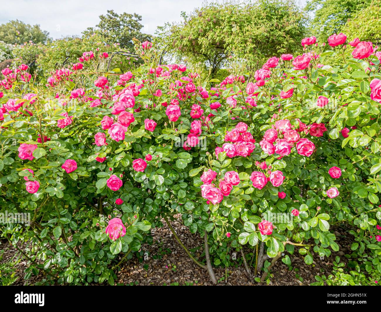 Rosa angela hi-res stock photography and images - Alamy