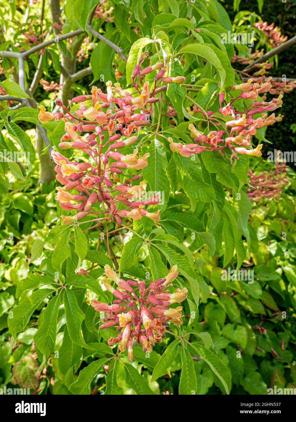Aesculus mutabilis 'Penduliflora' Stock Photo - Alamy