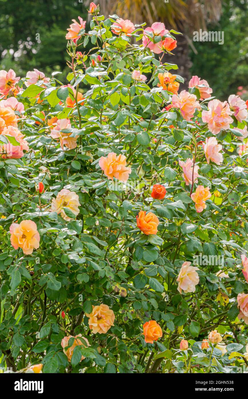 Rose westerland hi-res stock photography and images - Alamy