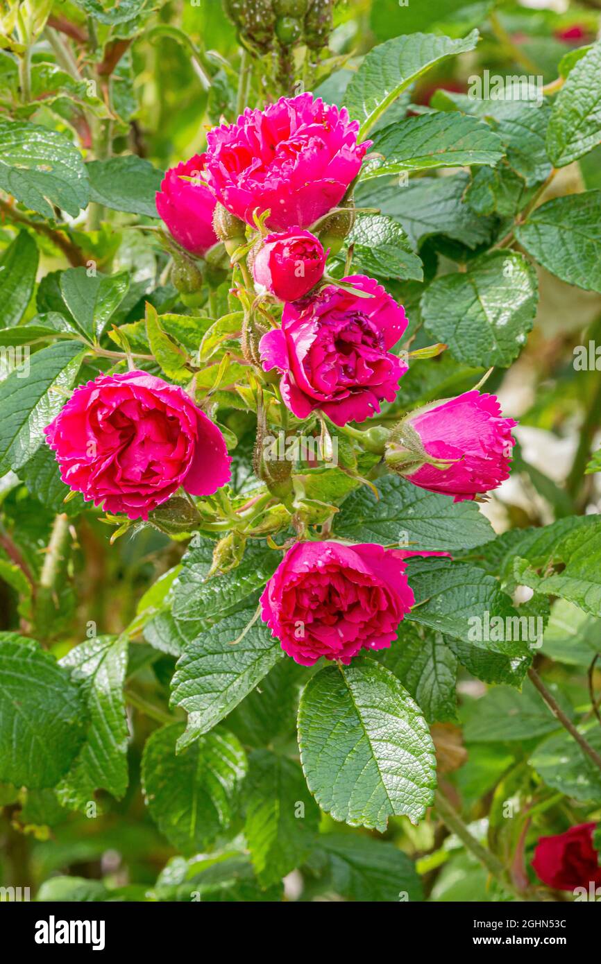 Rosa 'Grootendorst Suprême'. Bredder : Grootendorst, 1936 Stock Photo ...