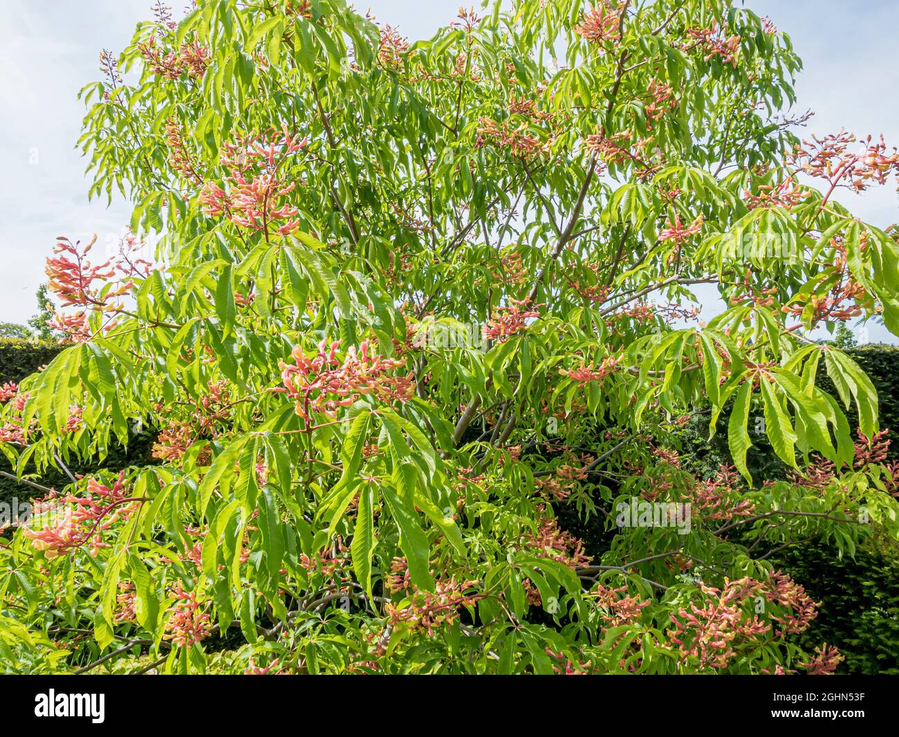 Aesculus mutabilis 'Penduliflora' Stock Photo - Alamy