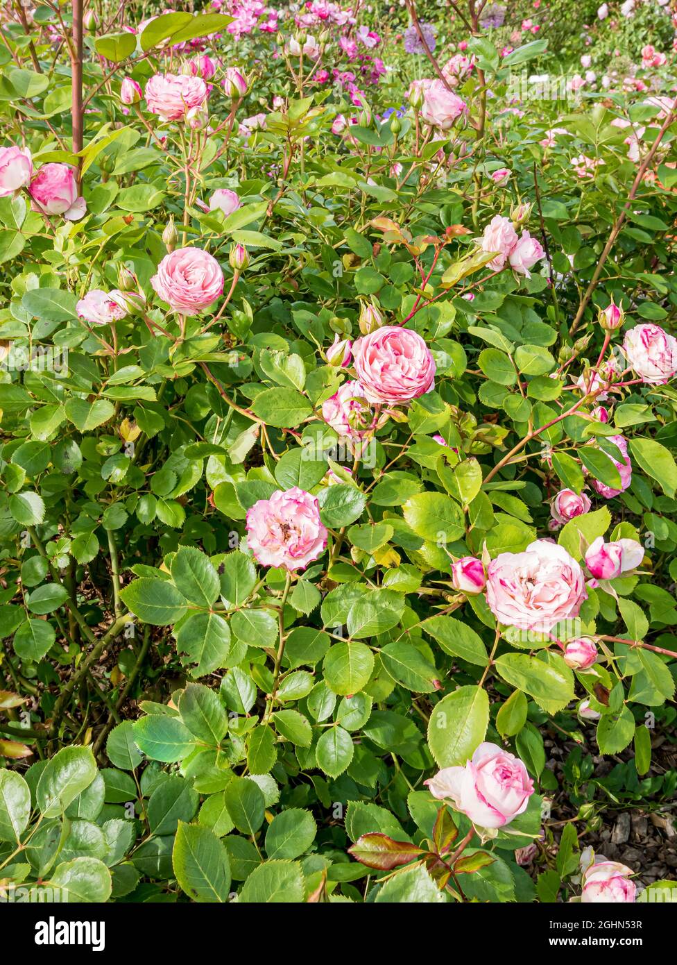 Rosa 'Mini Eden Rose' Breeder : Meilland (FRA) 2009 Stock Photo - Alamy