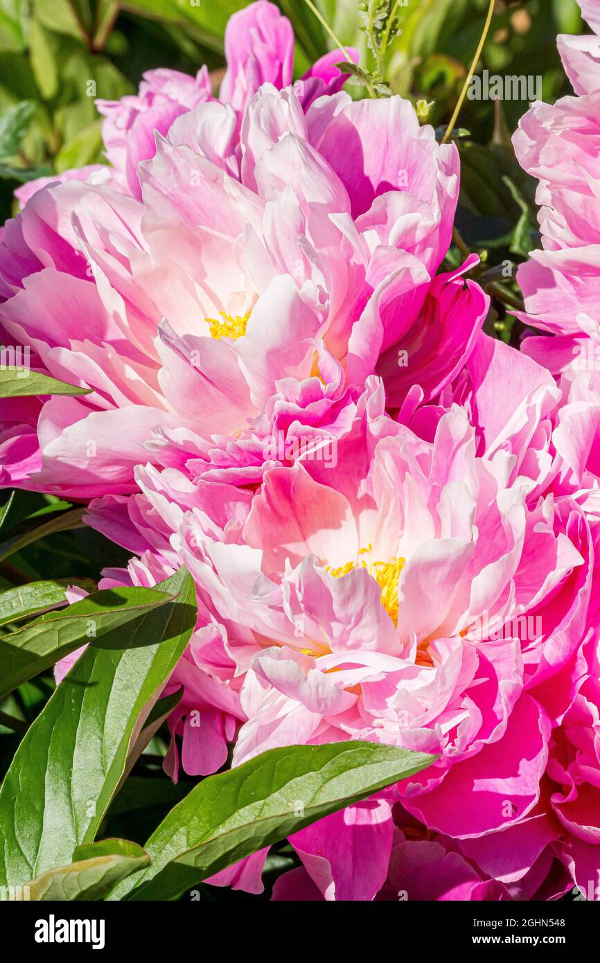 Paeonia lactiflora 'Mr Jules Elie' Crousse (FRA) 1888 Stock Photo - Alamy