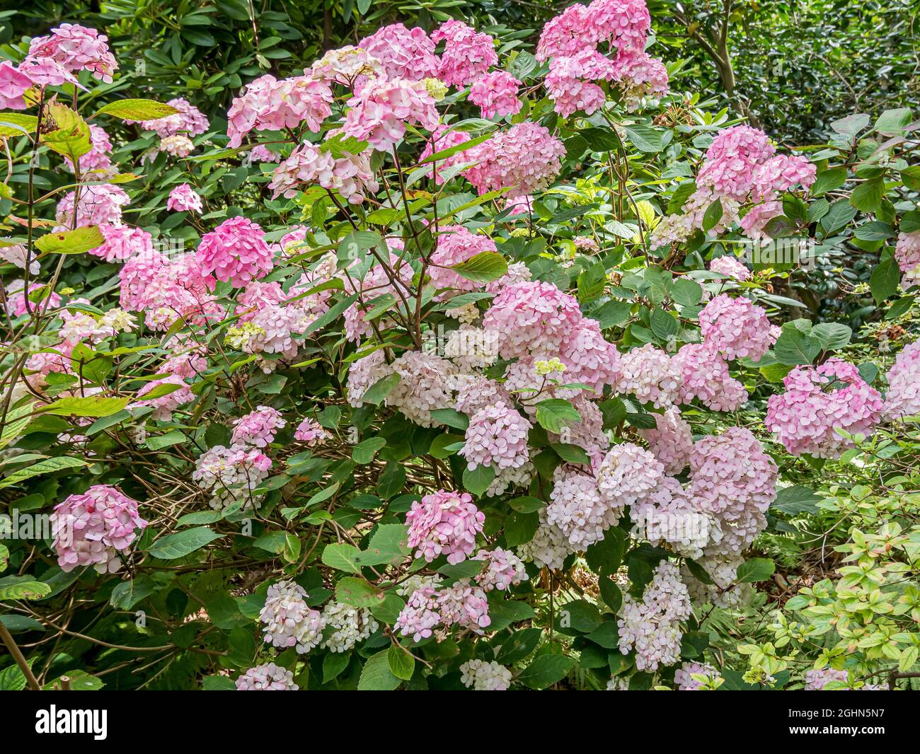 Hydrangea serrata 'Preziosa' Stock Photo - Alamy
