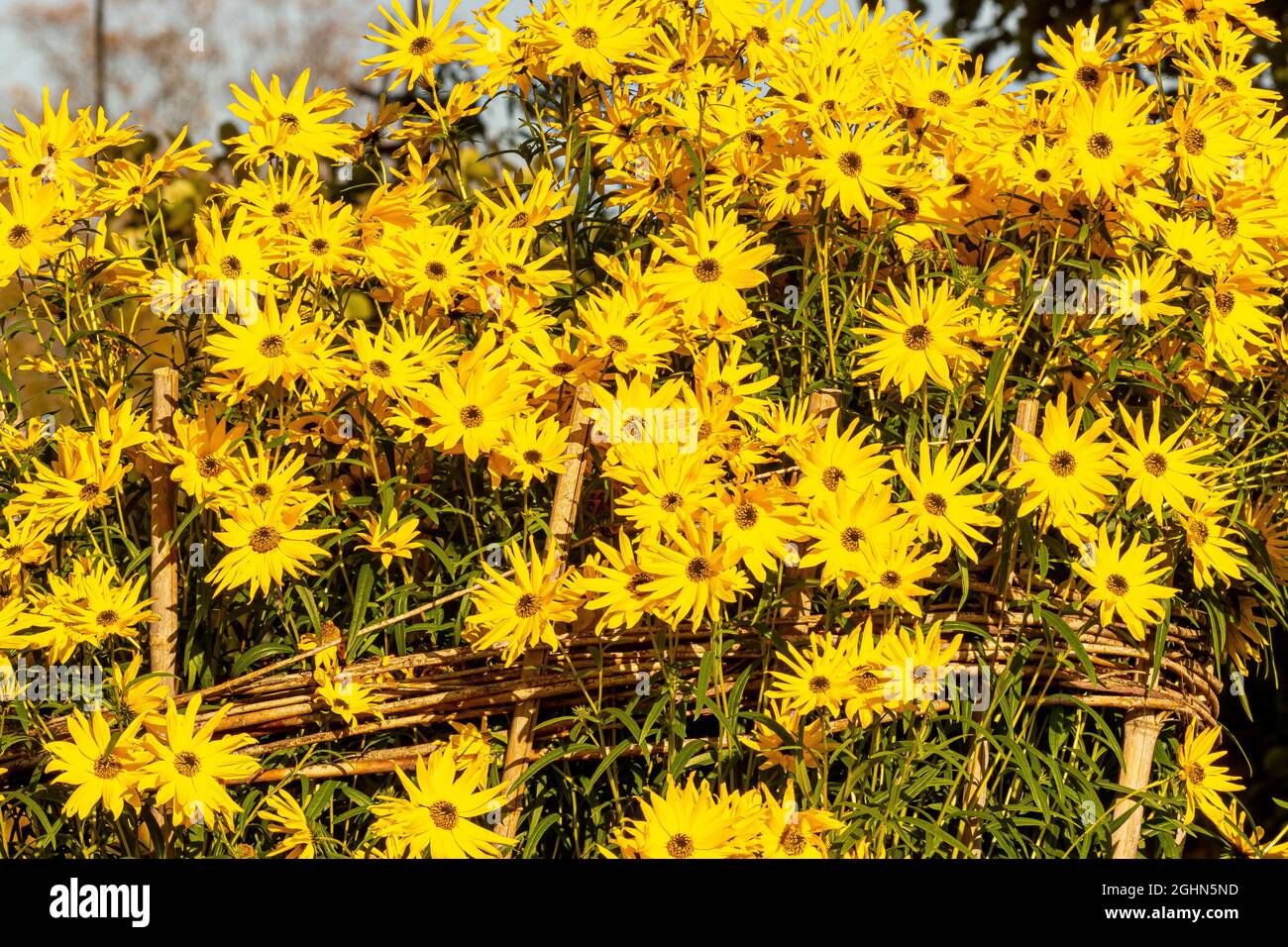 Helianthus salicifolius 'Cosmic Whisper' Stock Photo - Alamy