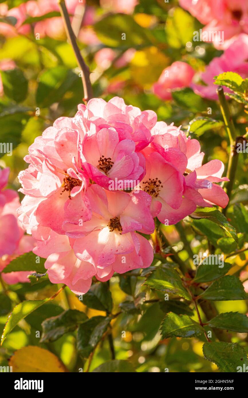 Rosa 'Petite Francoise' Breeder : Gravereaux (FRA) 1915 Stock Photo - Alamy