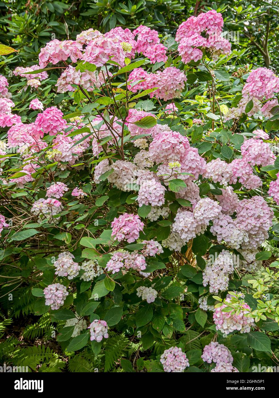 Hydrangea serrata 'Preziosa' Stock Photo - Alamy