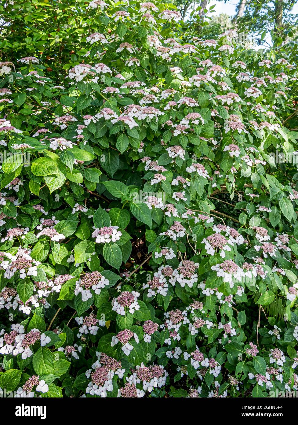 Hydrangea macrophylla 'White Wave' Stock Photo - Alamy