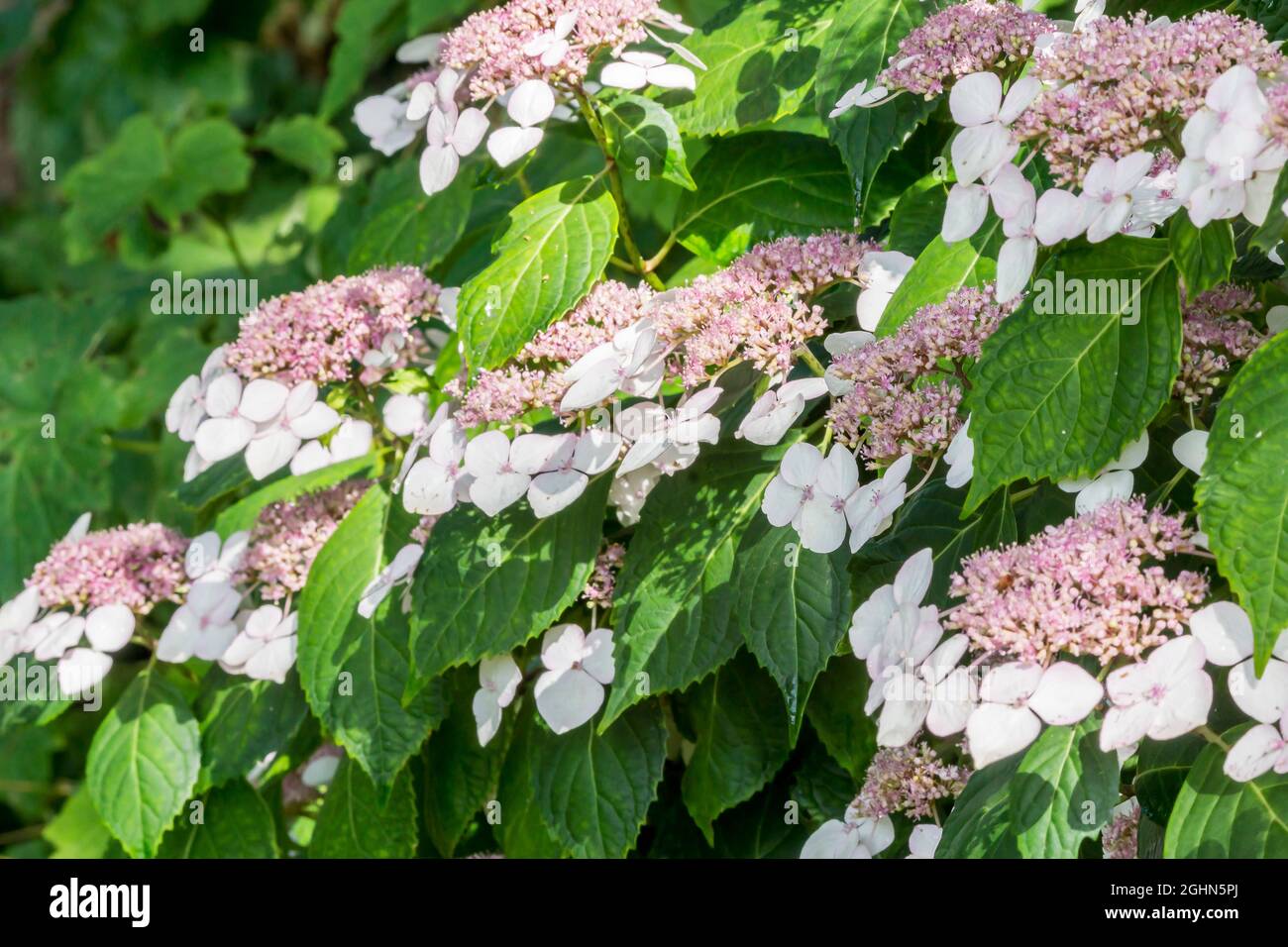 Hydrangea macrophylla 'White Wave' Stock Photo - Alamy