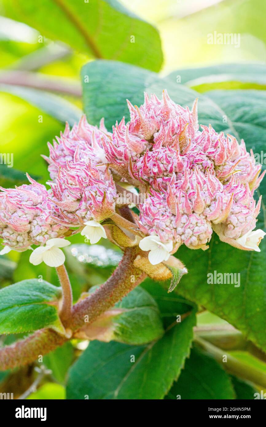 Hydrangea aspera ssp strigosa Stock Photo - Alamy