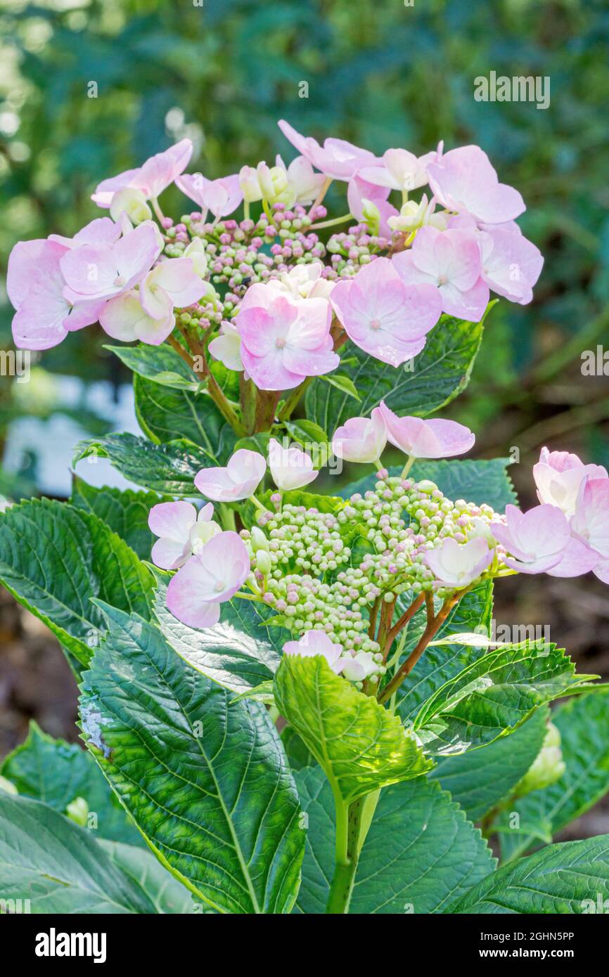Hydrangea macrophylla 'Teller Messalina' Stock Photo - Alamy