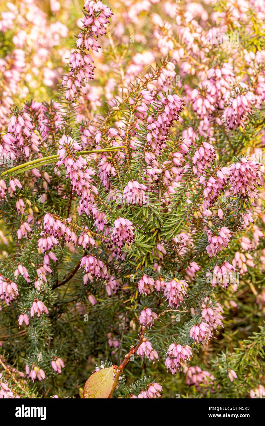 Calluna vulgaris 'Flamingo' Stock Photo - Alamy