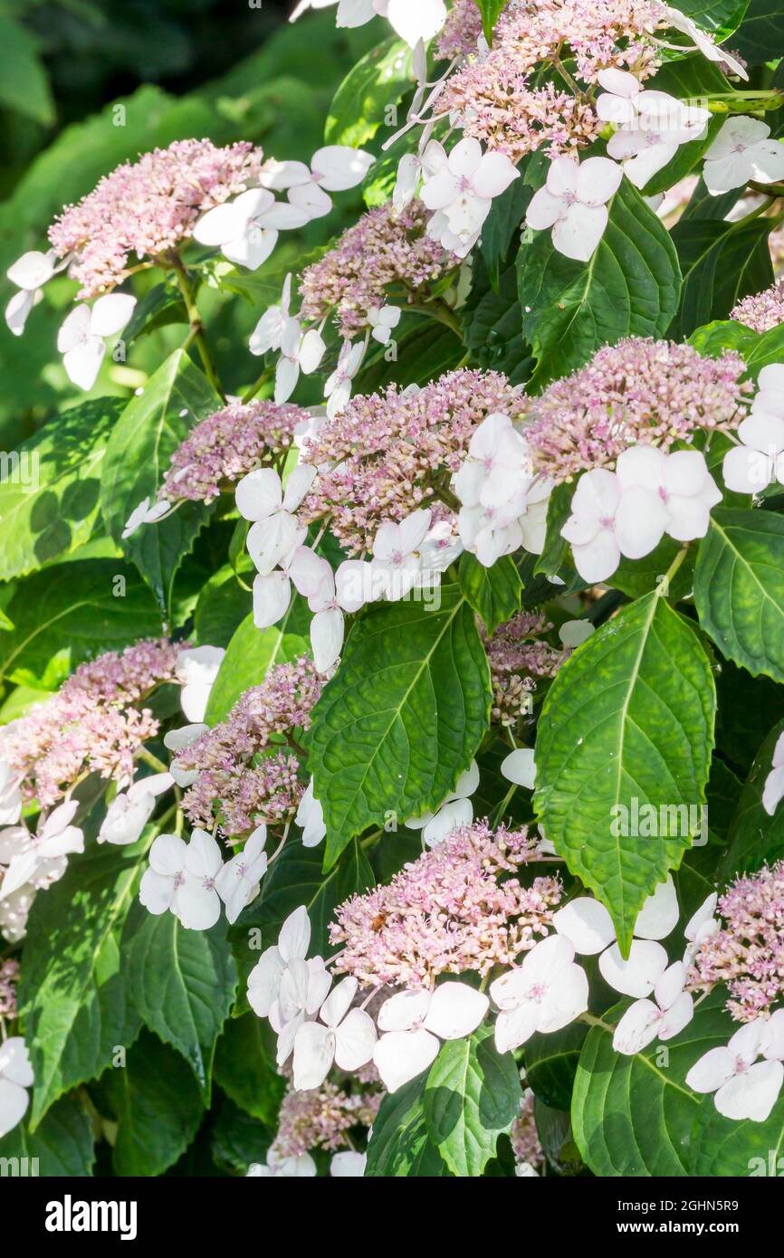 Hydrangea macrophylla 'White Wave' Stock Photo - Alamy
