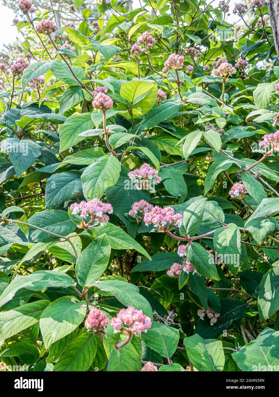 Hydrangea aspera ssp strigosa Stock Photo - Alamy