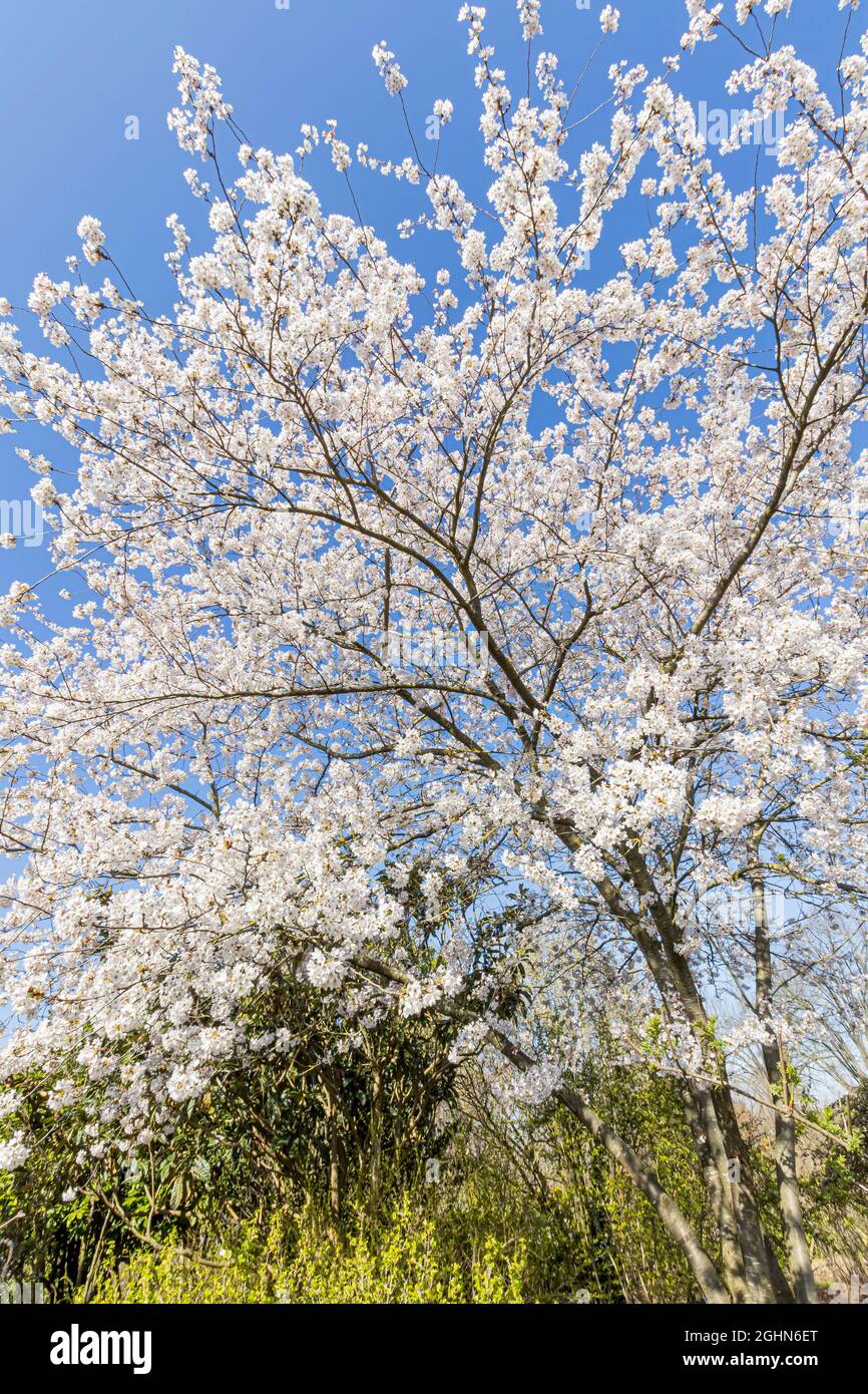 Cherry prunus sp trees hi-res stock photography and images - Alamy