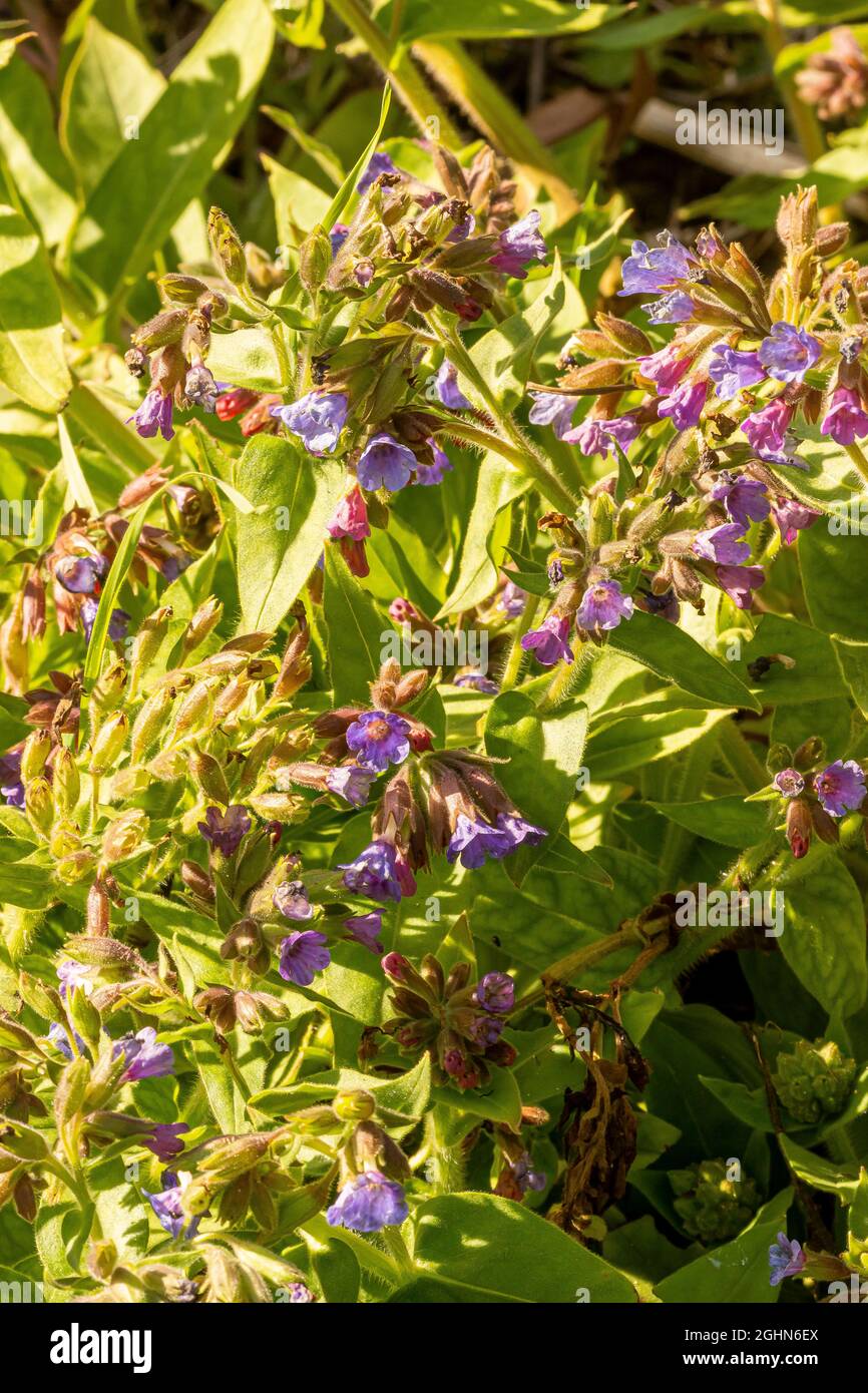 Pulmonaria saccharata ?Silver Bouquet' Stock Photo - Alamy