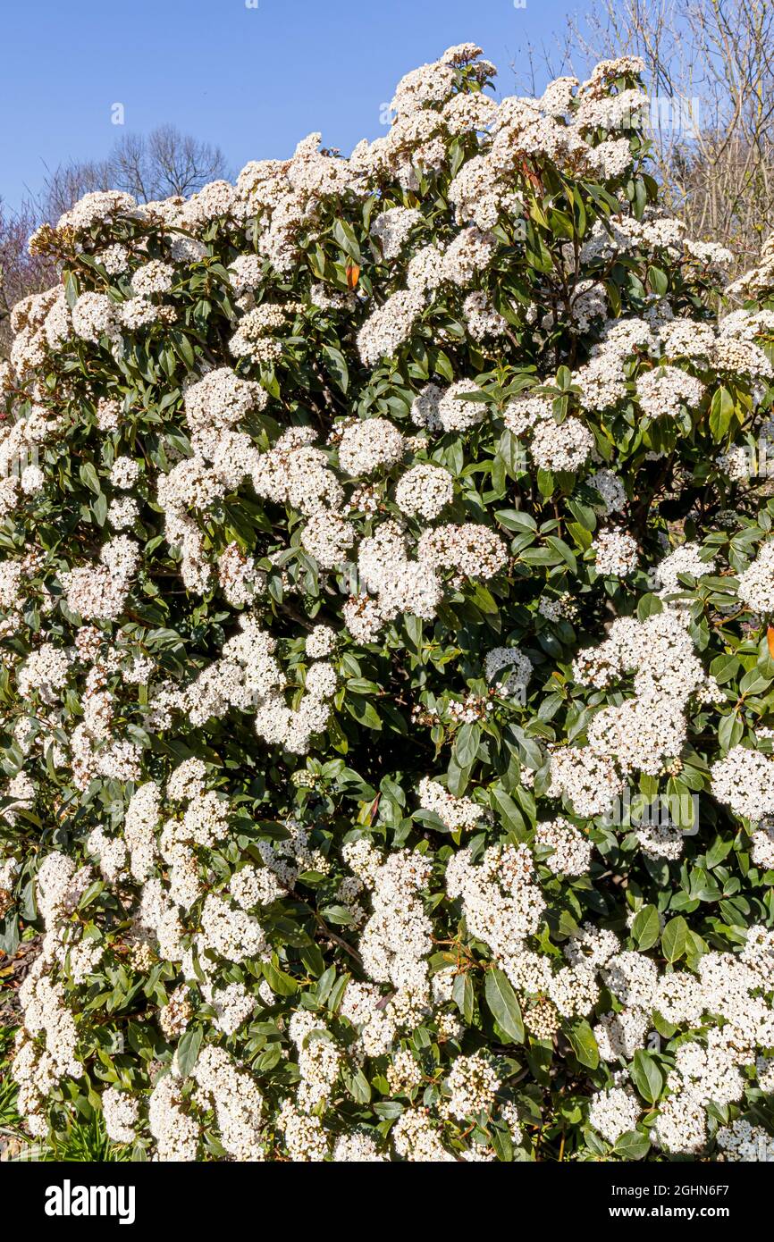 Viburnum tinus viburnum hi-res stock photography and images - Alamy