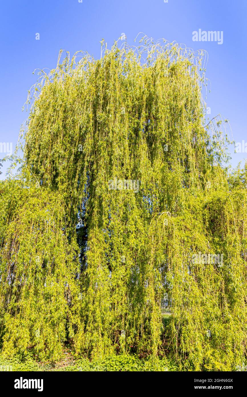 Salix matsudana spring hi-res stock photography and images - Alamy