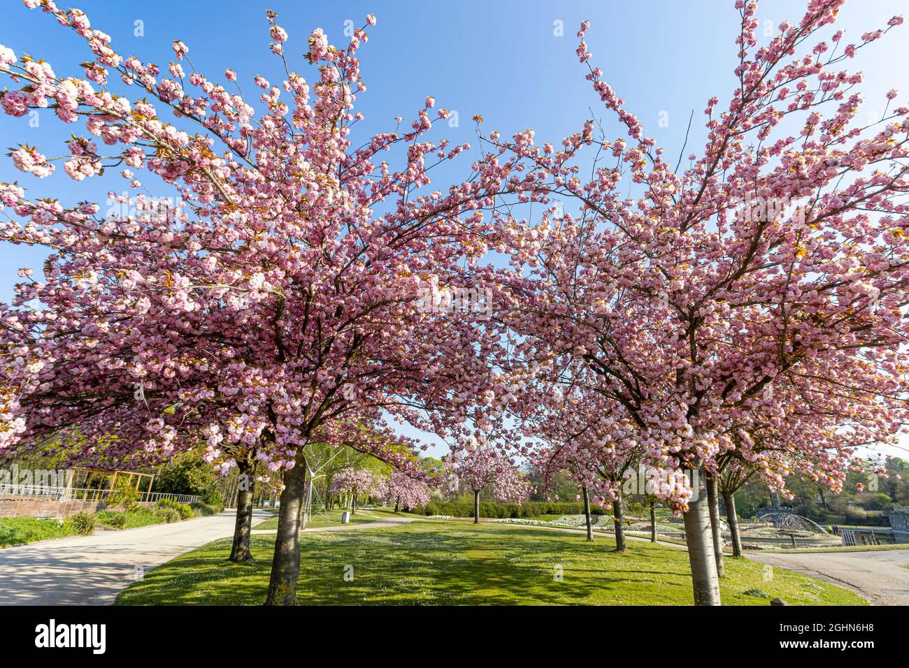 Prunus serrulata 'Shogetsu', Parc Floral Vincennes, Paris, France Stock ...