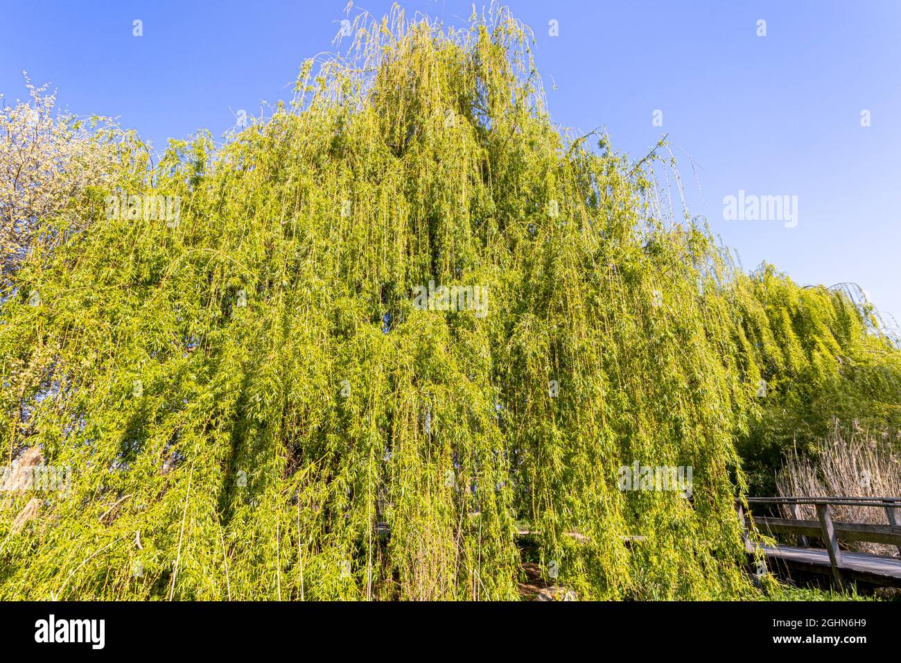 Salix japonica hi-res stock photography and images - Alamy
