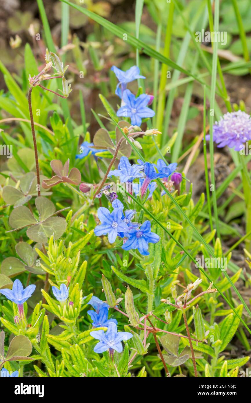 Lithodora diffusa 'Heavenly Blue' Stock Photo - Alamy