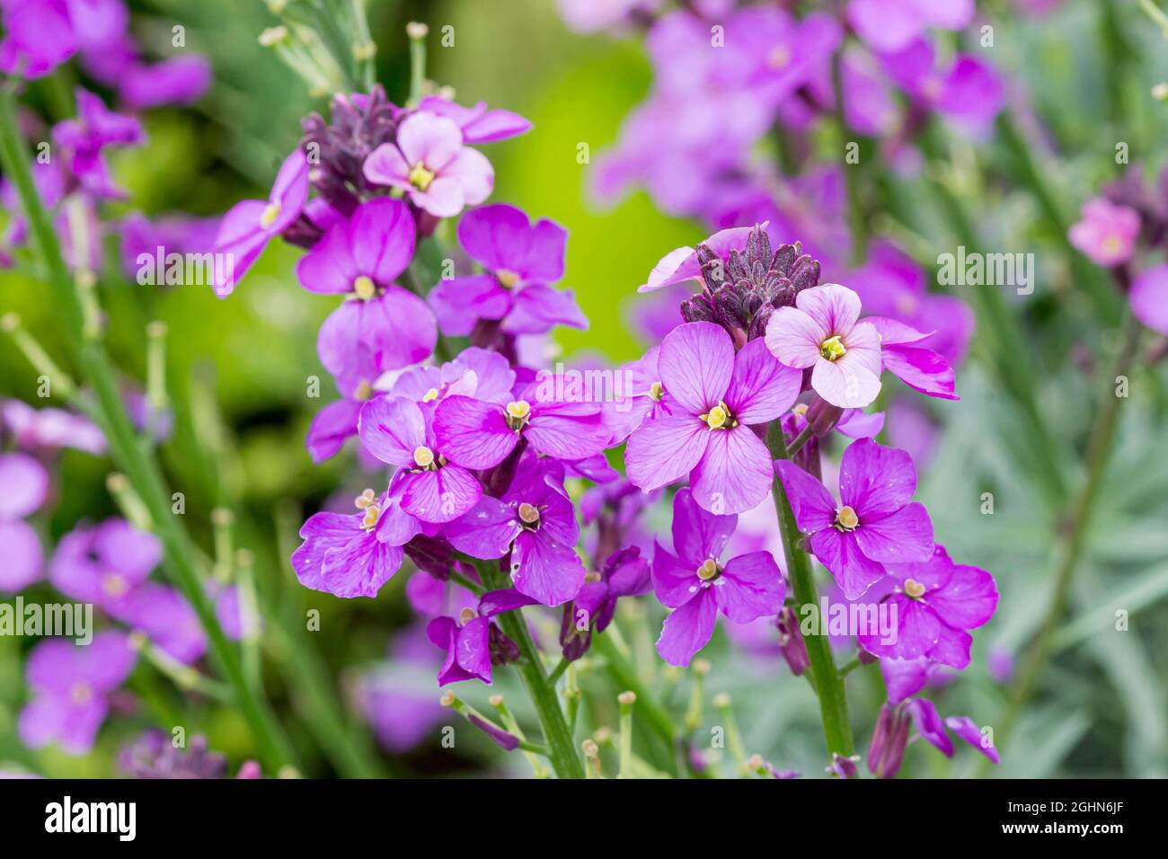 Wallflower Erysimum Sp High Resolution Stock Photography and Images - Alamy