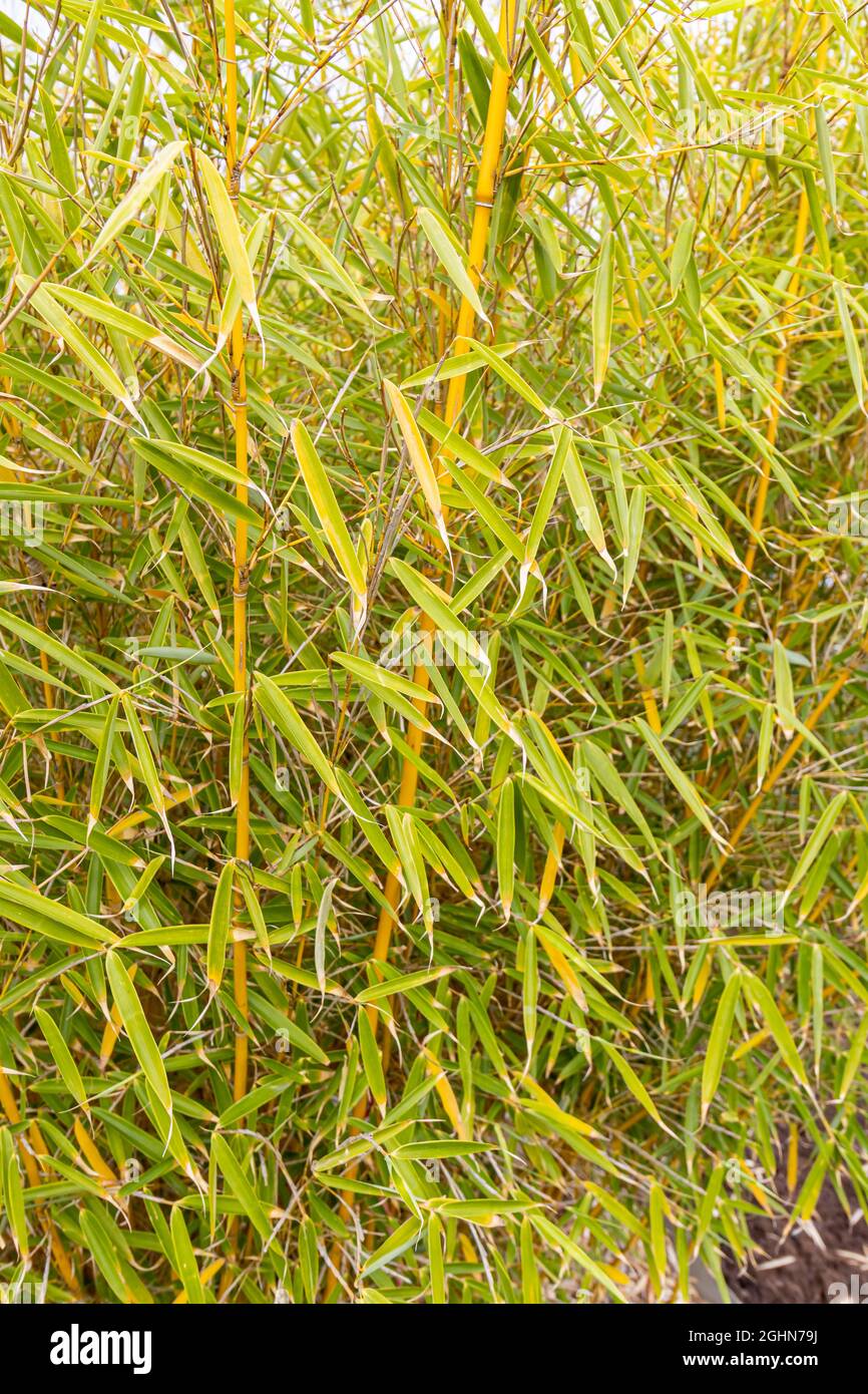 Bamboo fargesia robusta hi-res stock photography and images - Alamy