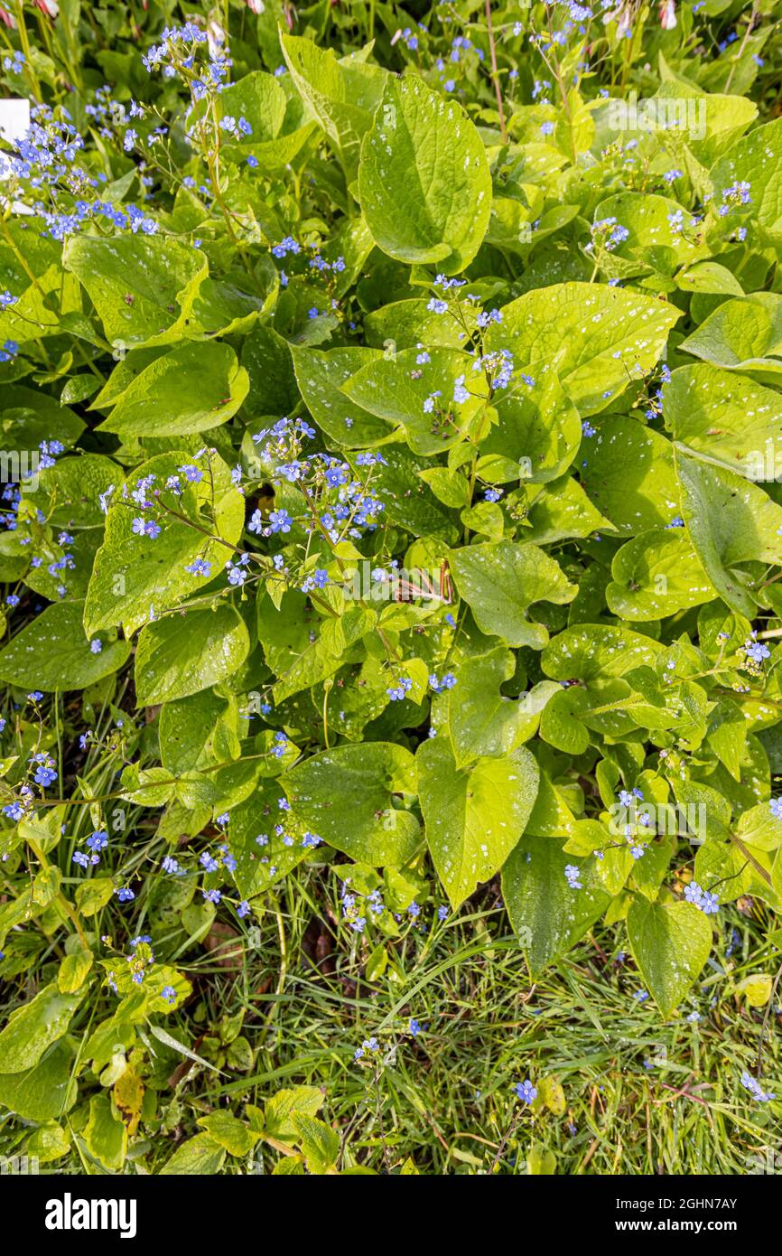 Brunnera macrophylla 'Langtrees' Stock Photo - Alamy
